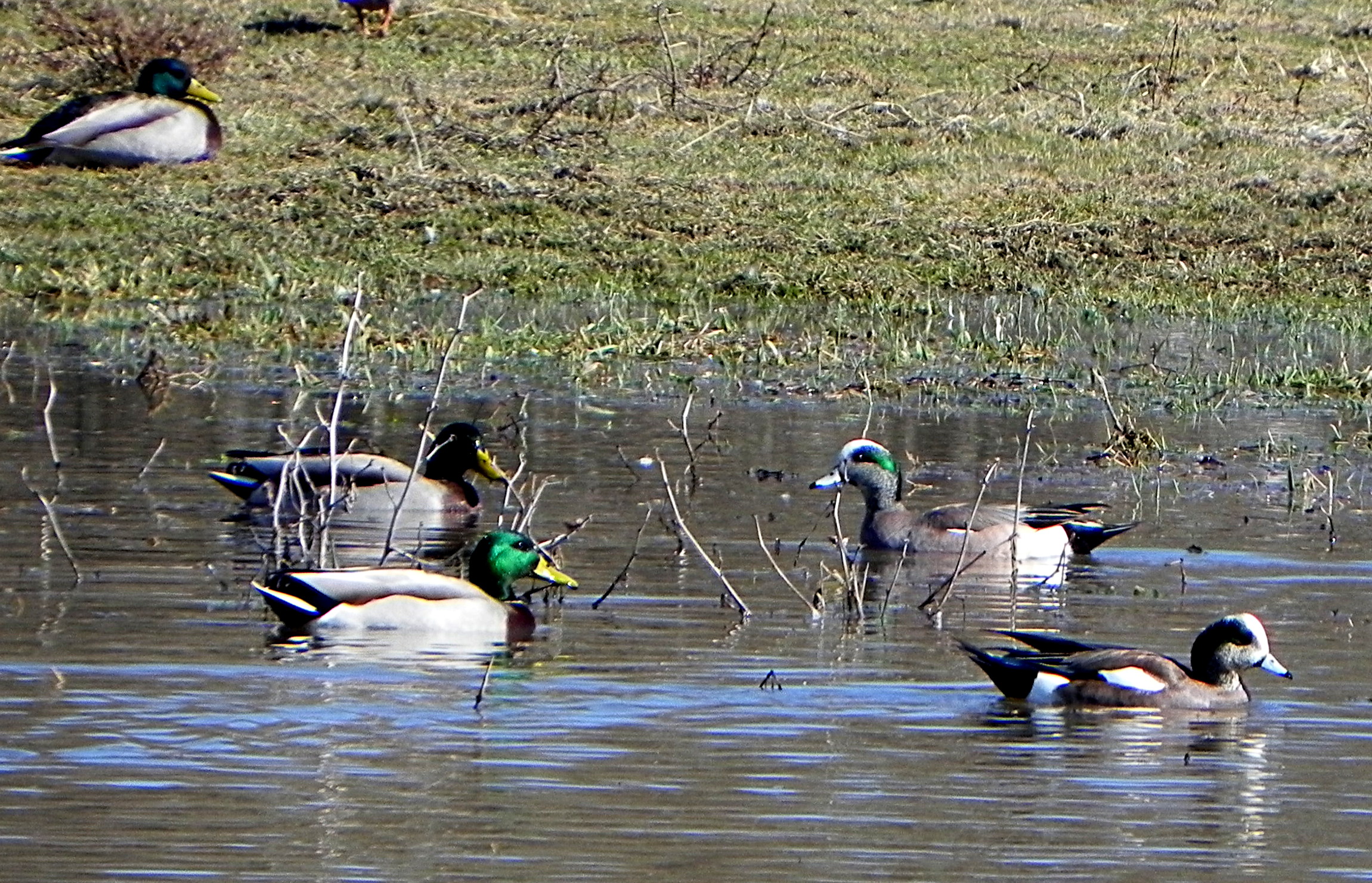 Duck, Duck, Cackling Goose | News, Sports, Jobs - Post Journal